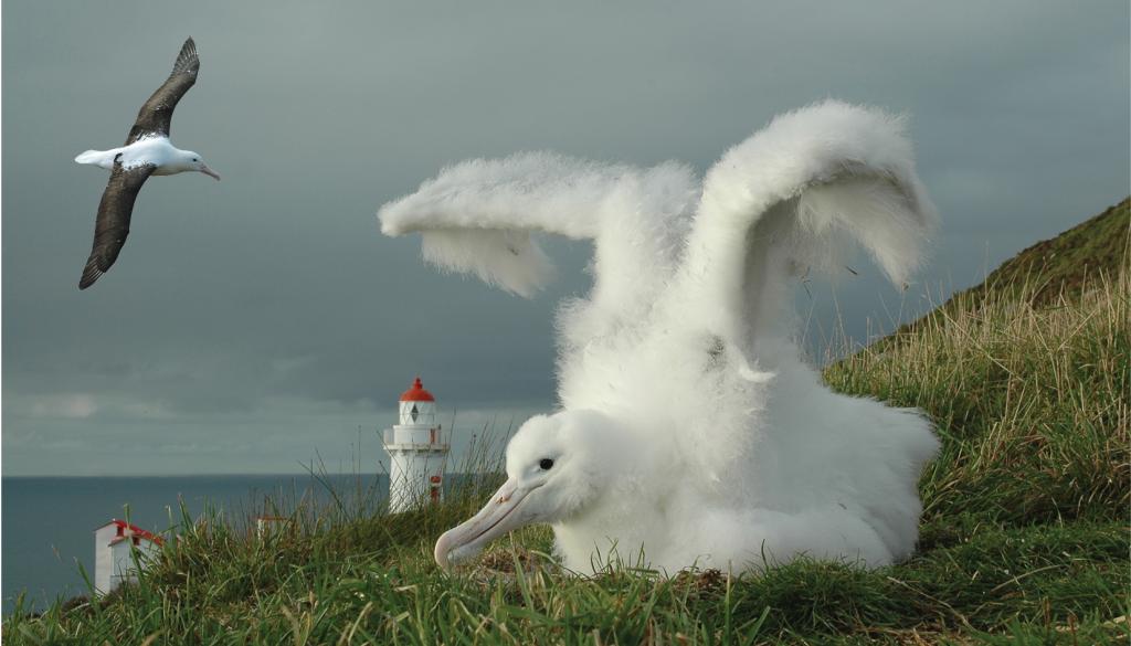 Royal Albatross Centre - Ōtepoti | Dunedin New Zealand official website