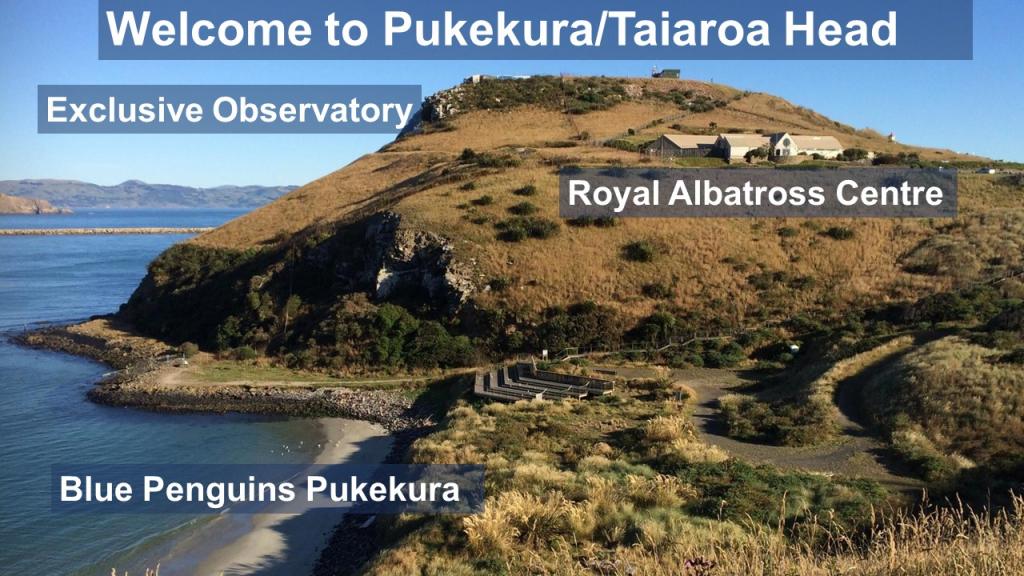 Royal Albatross Centre - Ōtepoti | Dunedin New Zealand official website