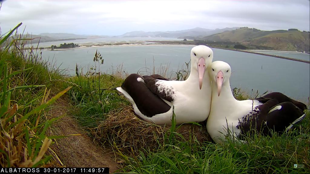 Royal Albatross Centre - Ōtepoti | Dunedin New Zealand official website