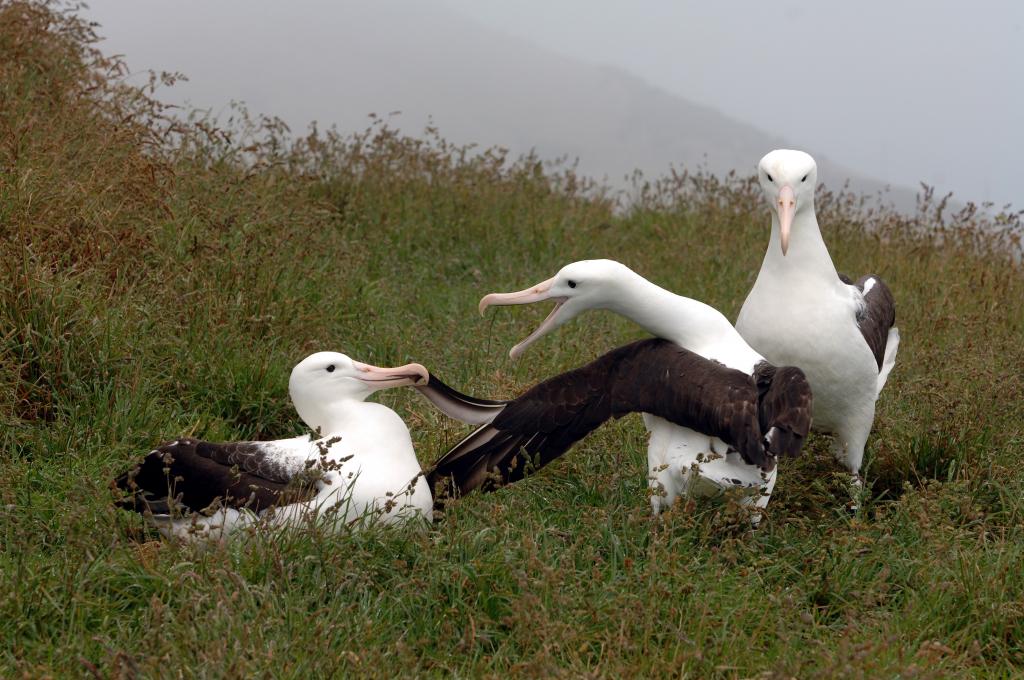 Royal Albatross Centre - Ōtepoti | Dunedin New Zealand official website