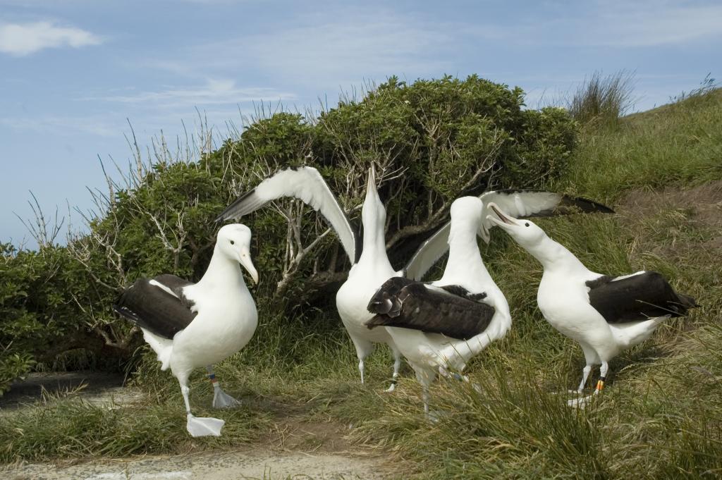 Royal Albatross Centre - Ōtepoti | Dunedin New Zealand official website